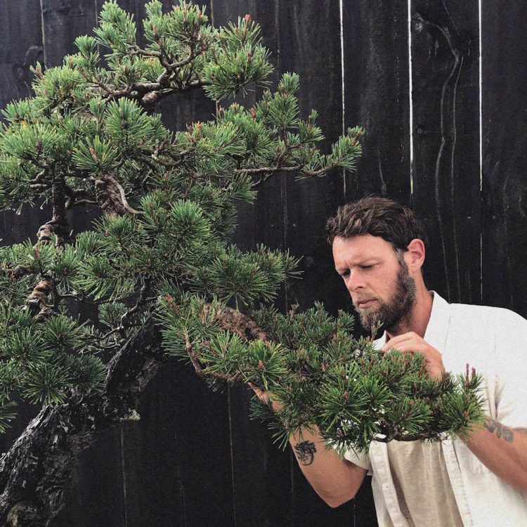 Adrian Bird 3Year Programme – Hamilton Bonsai Club
